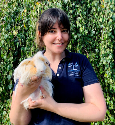 Het team - De Bascule